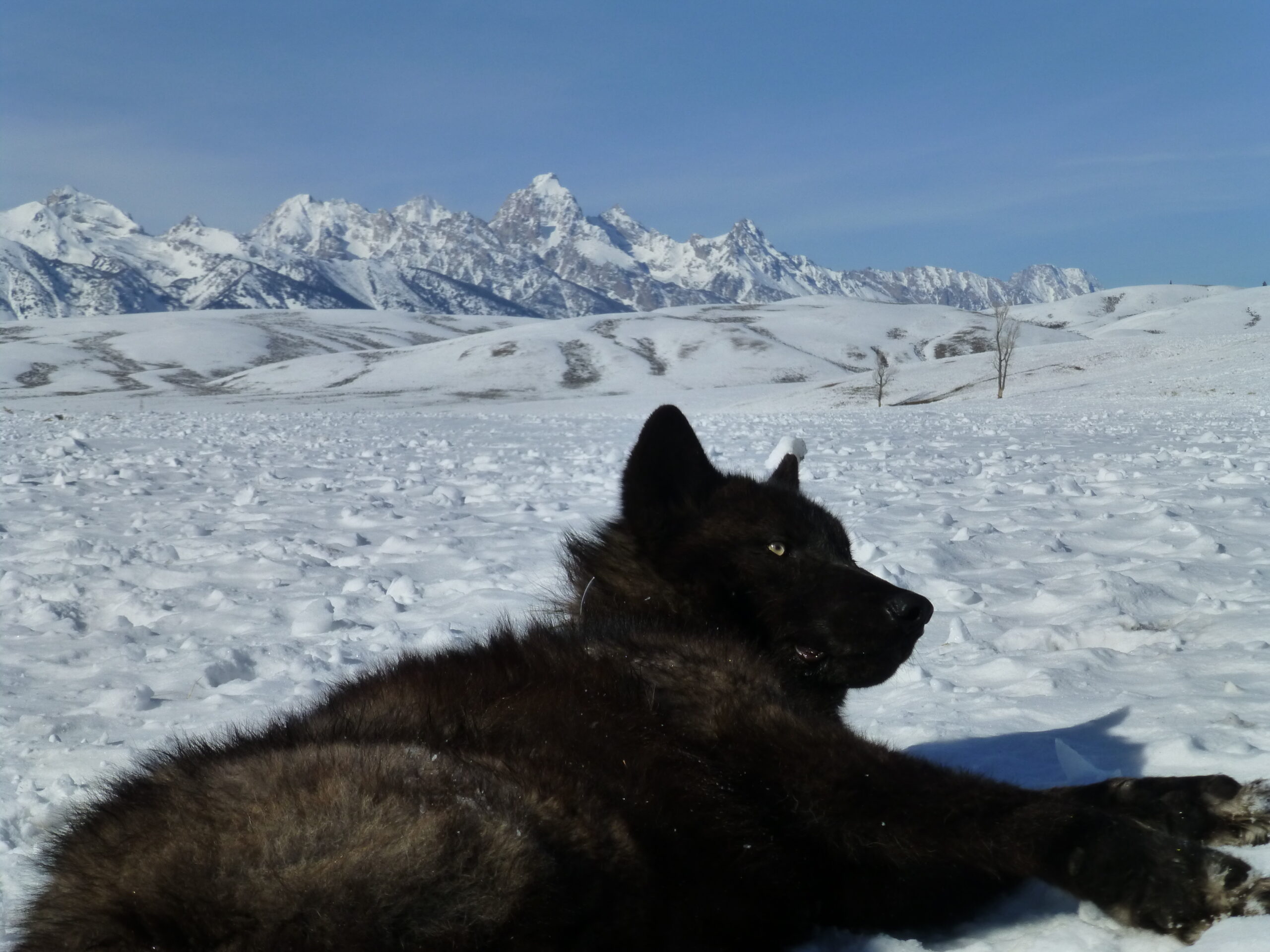 Rocky Mountain Wolf Project Launches $50,000 Reward to Prevent Wolf ...