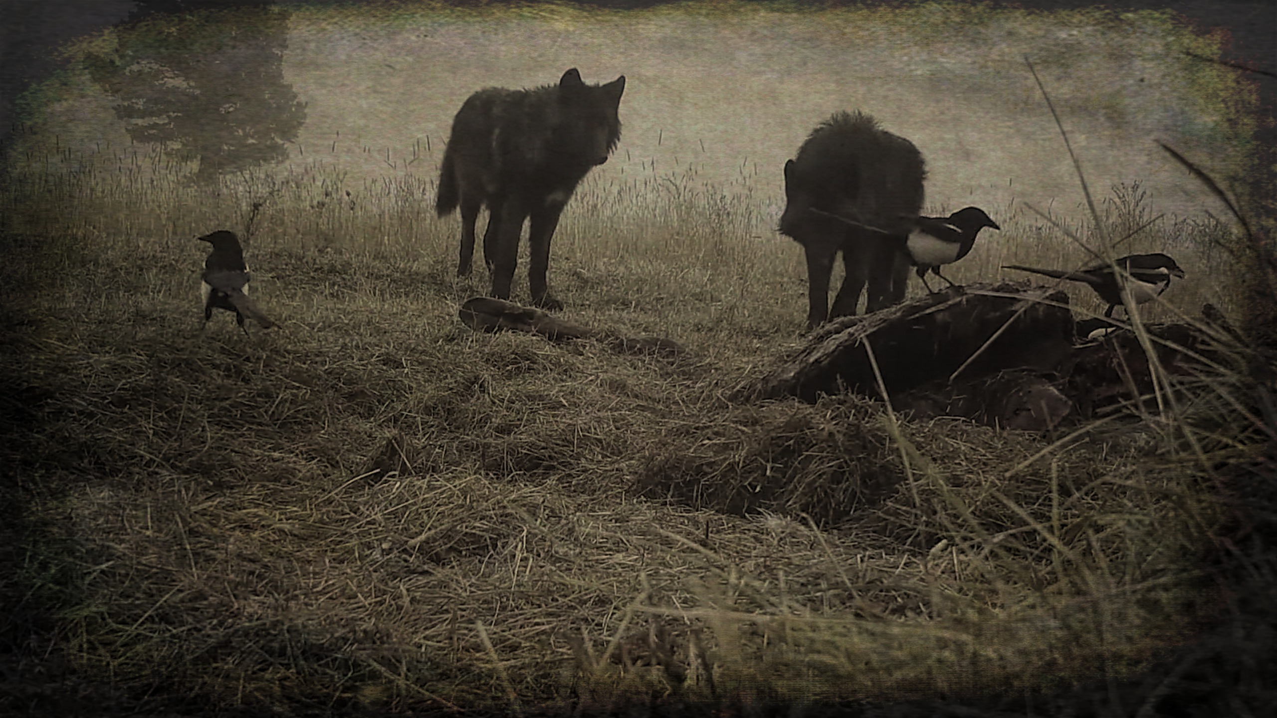 True Wild: The Real Story Of Wolves On Ted Turner's Montana Ranch ...