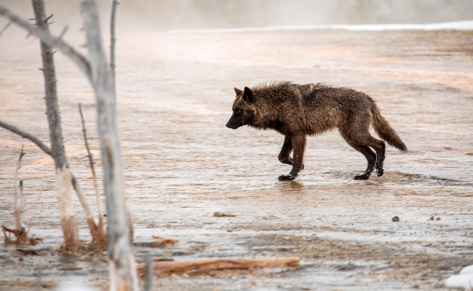Tim Ferriss Interviews Wolf Biologist Mike Phillips - Rocky Mountain ...