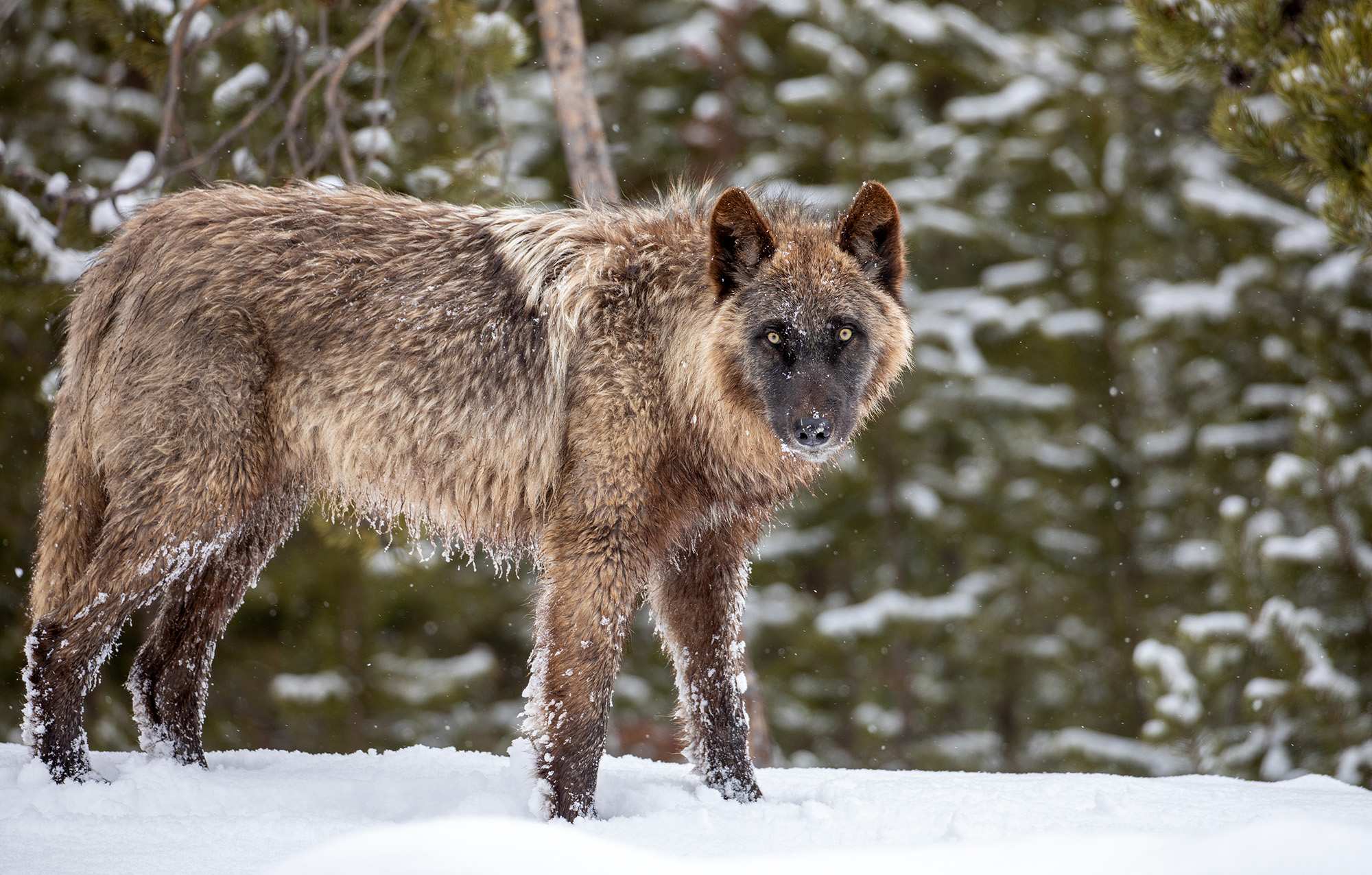 Interview With an Expert — Mike Phillips - Rocky Mountain Wolf Project