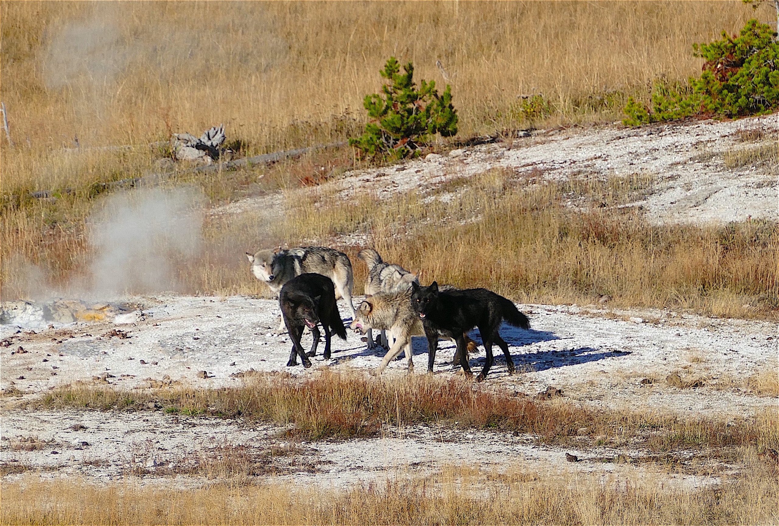 How Wolves Benefit Their Ecosystems - Rocky Mountain Wolf Project